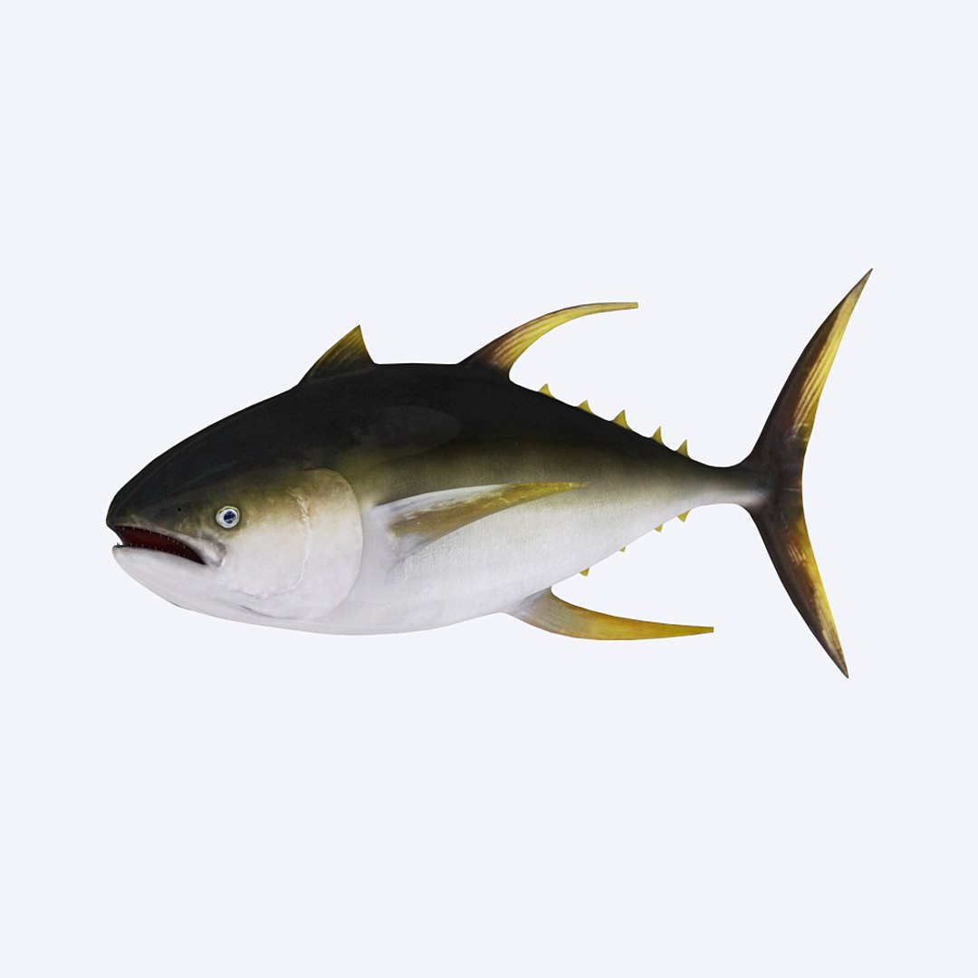 Tuna 3d Model