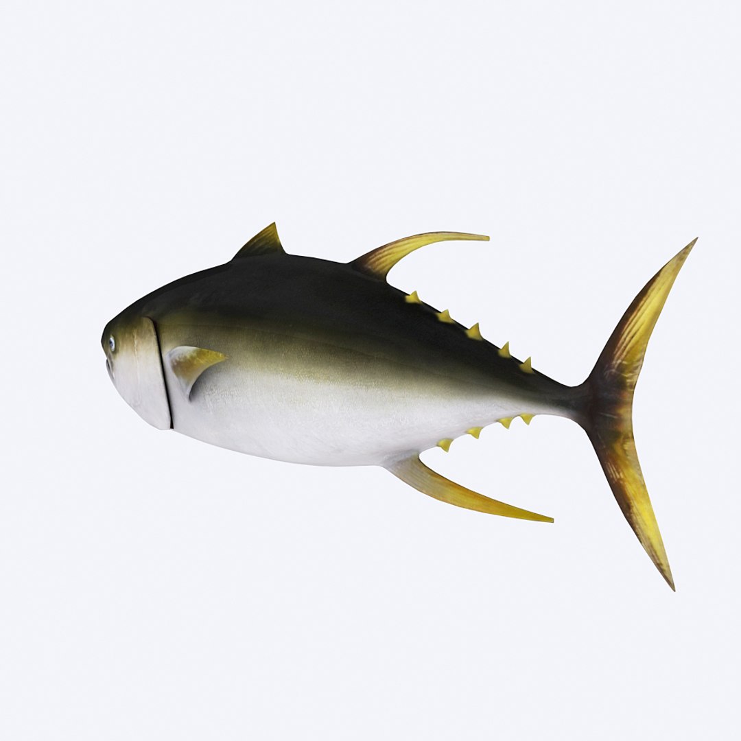 Tuna 3d Model