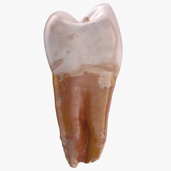 Premolar 3D Models for Download | TurboSquid