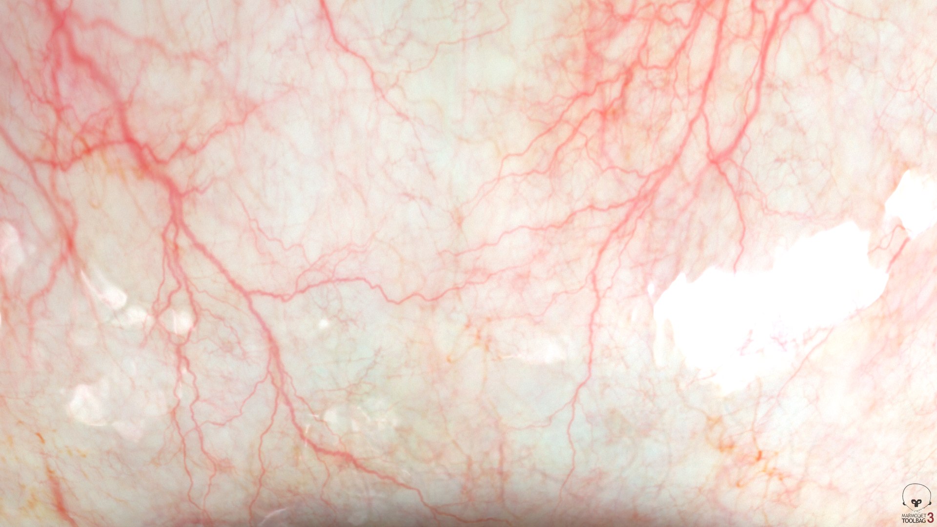 3D Model Eye Gray 1 Real-time 4k Texture Marmoset Toolbag3 Maya FBX OBJ ...