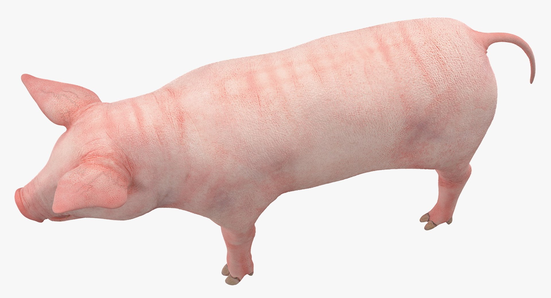 Pig Piglet Landrace Rigged Model - TurboSquid 1377345