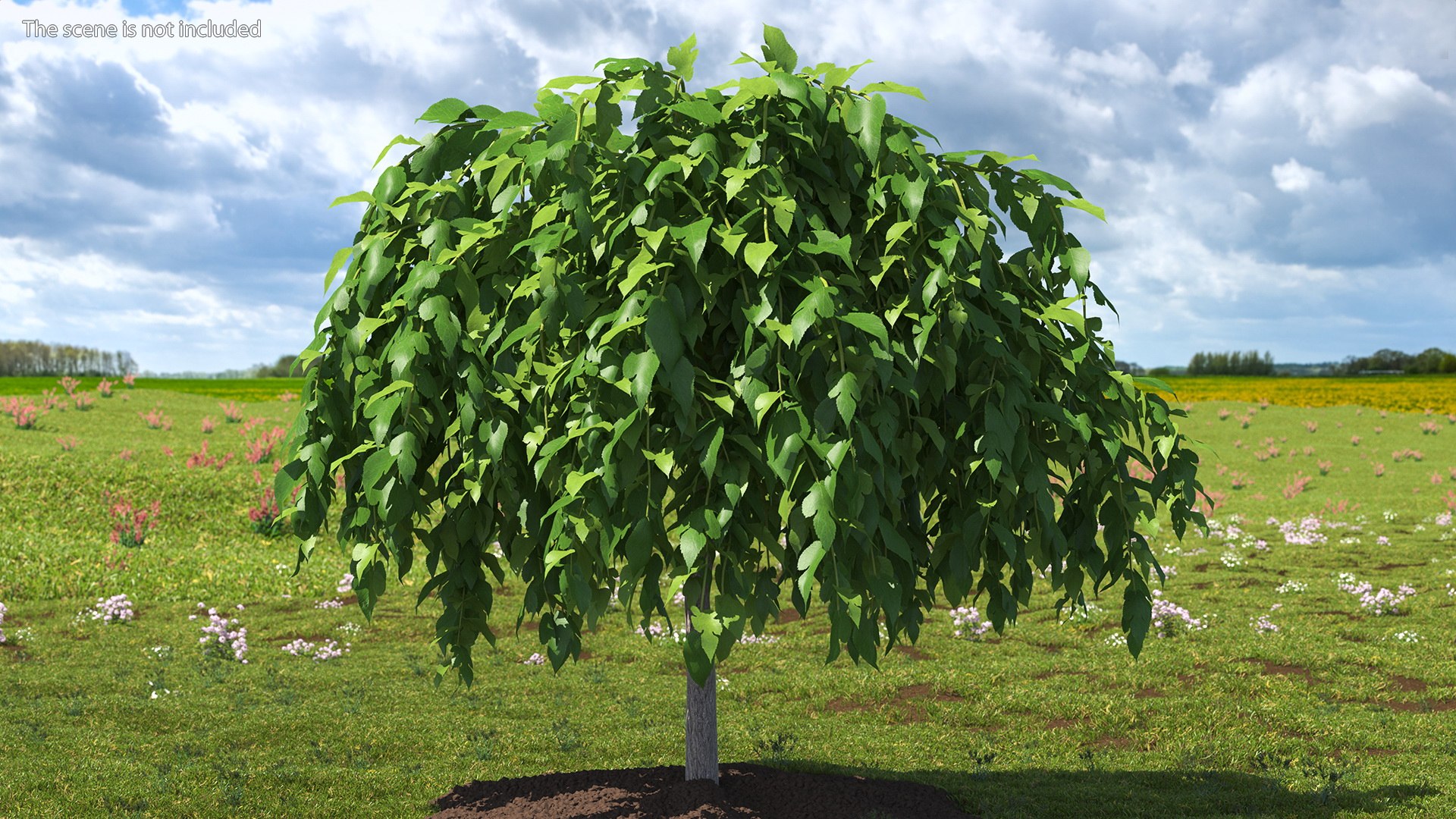 3D Morus Tree - TurboSquid 1816867