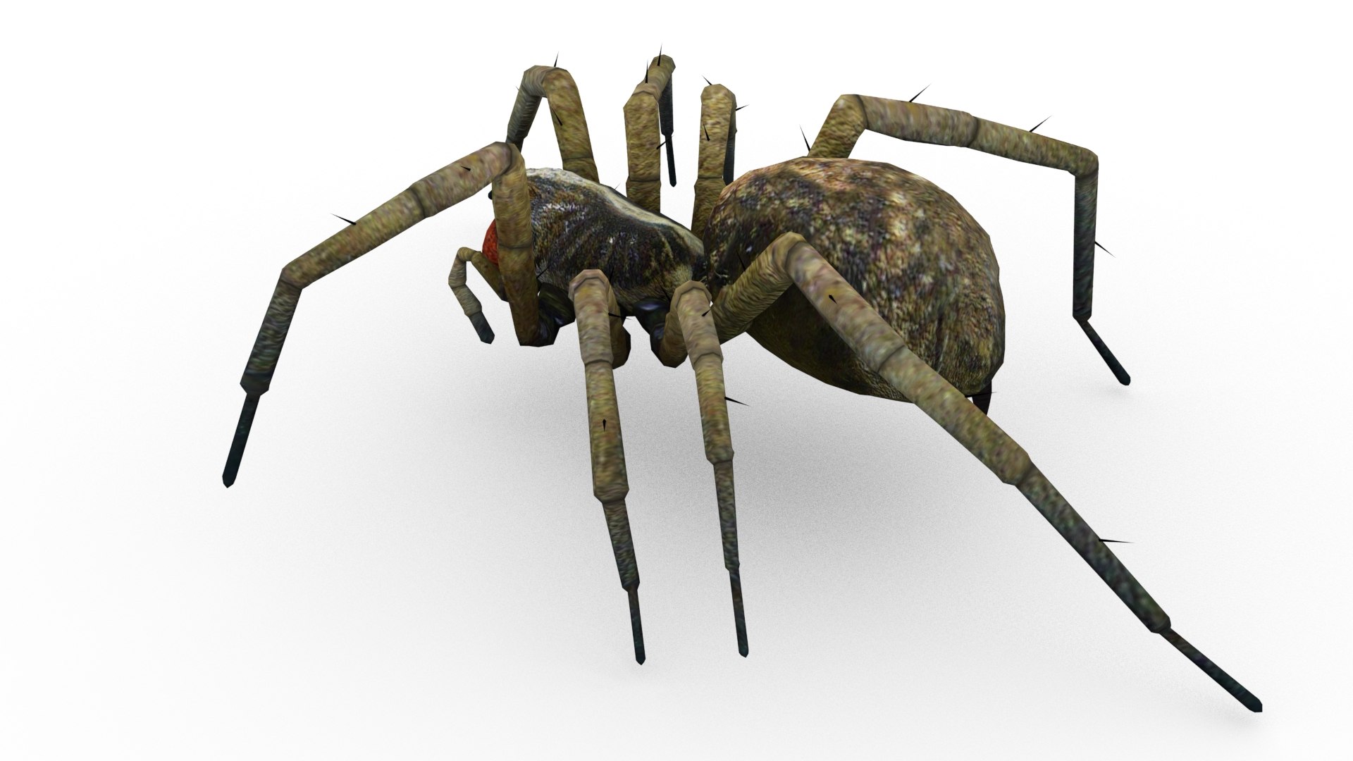 3d Model Wolf Spider Animations