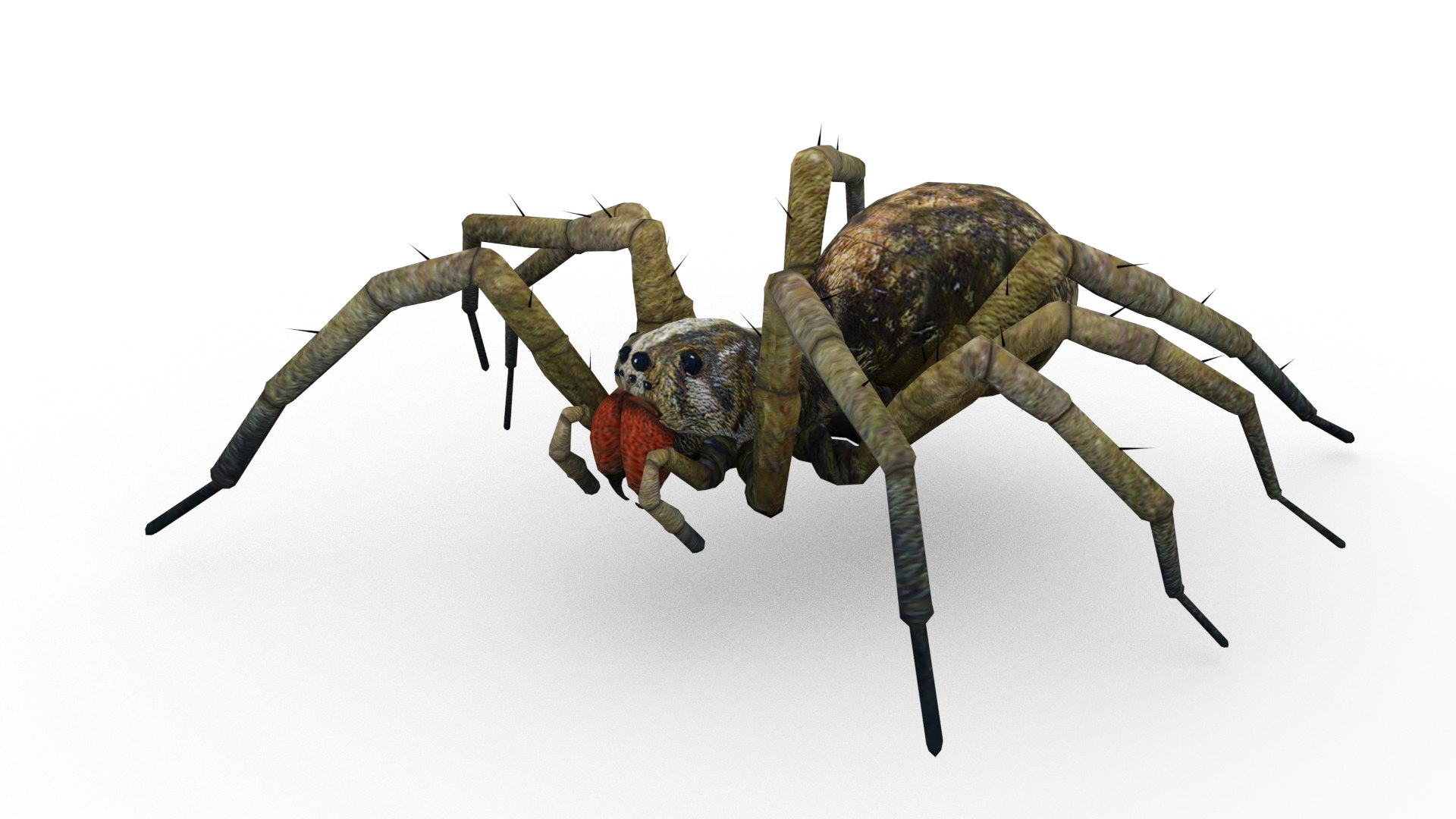 3d Model Wolf Spider Animations