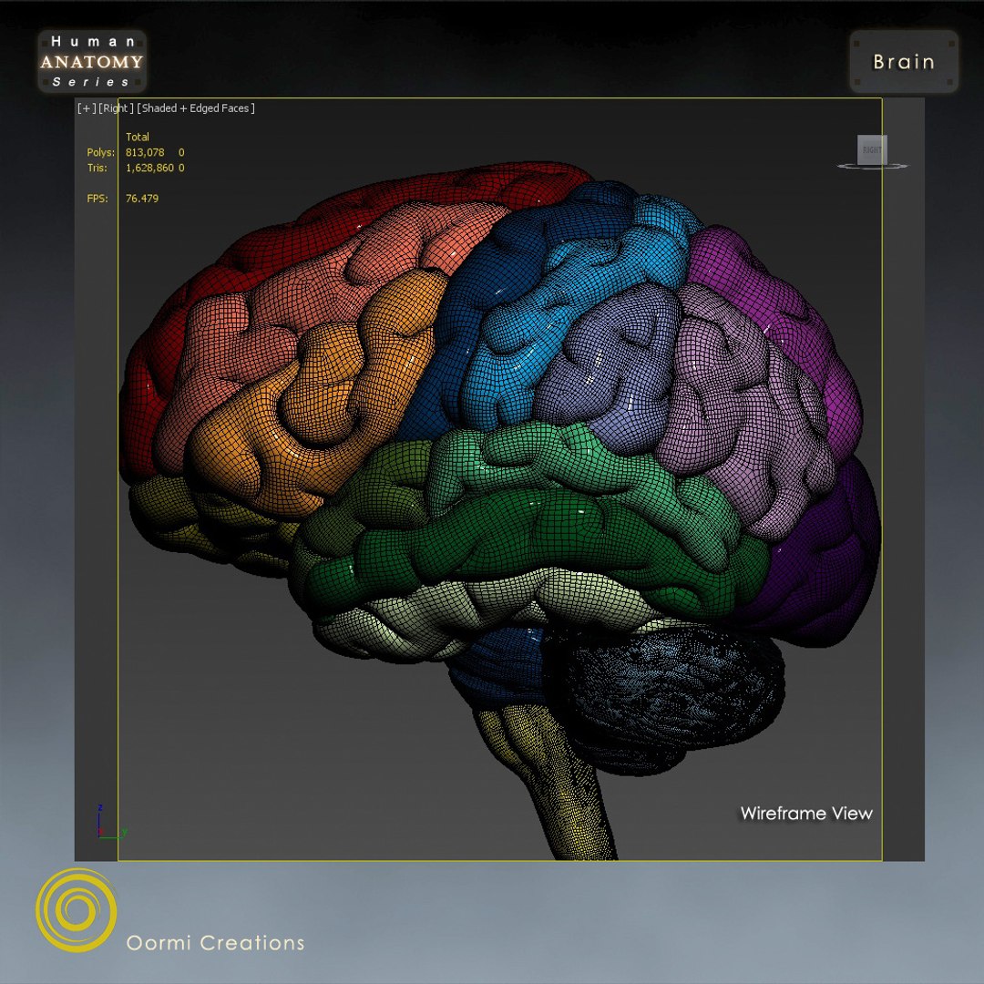 Human Brain Model - TurboSquid 792631