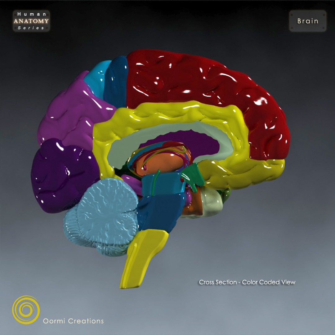 Midsagittal Section Of The Brain Color Coded