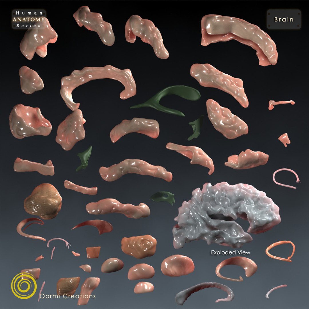 Human Brain Model - TurboSquid 792631