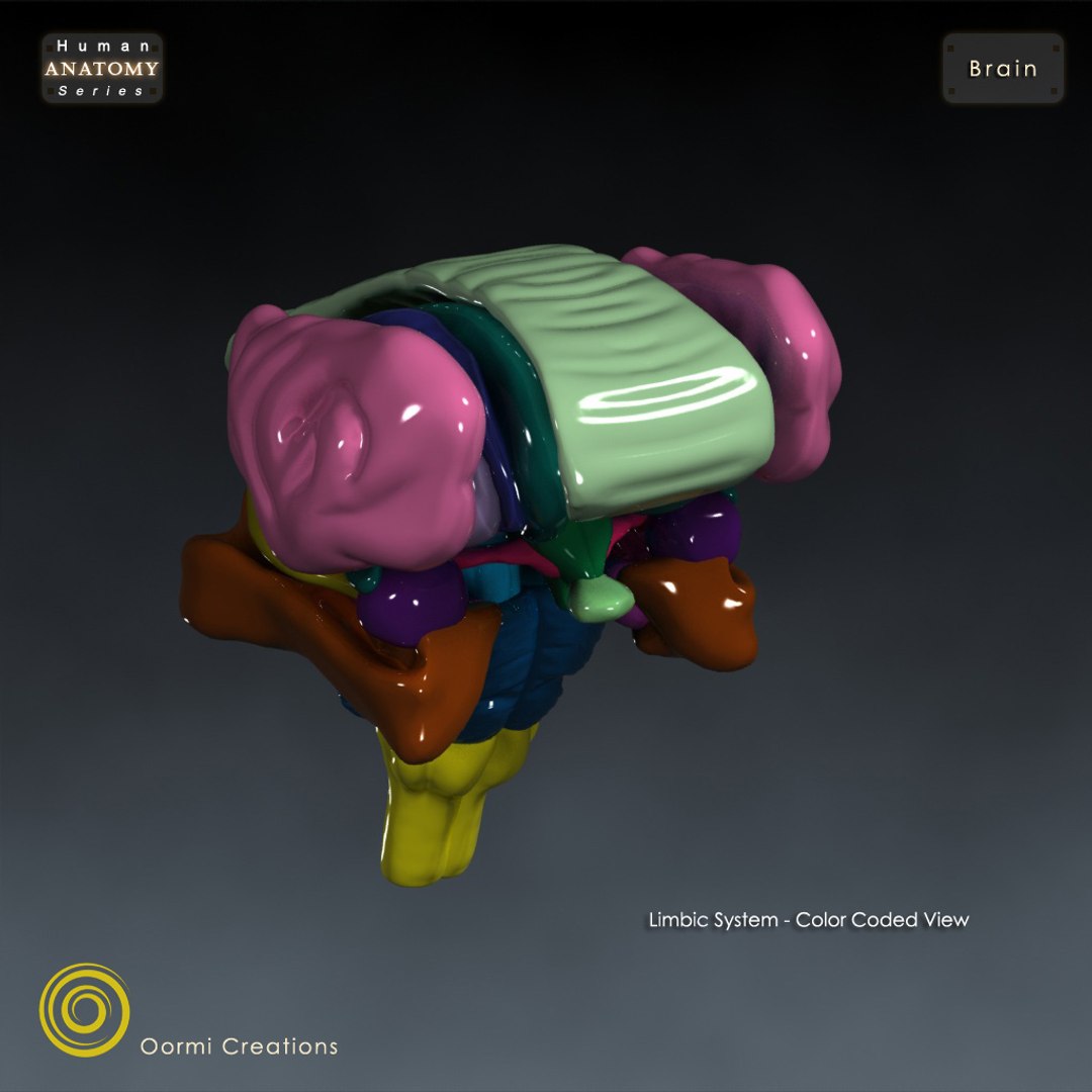 Human Brain Model - TurboSquid 792631