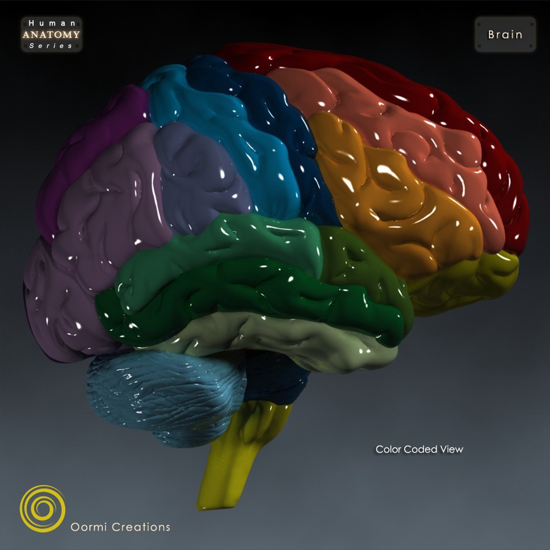 Human Brain Model - TurboSquid 792631