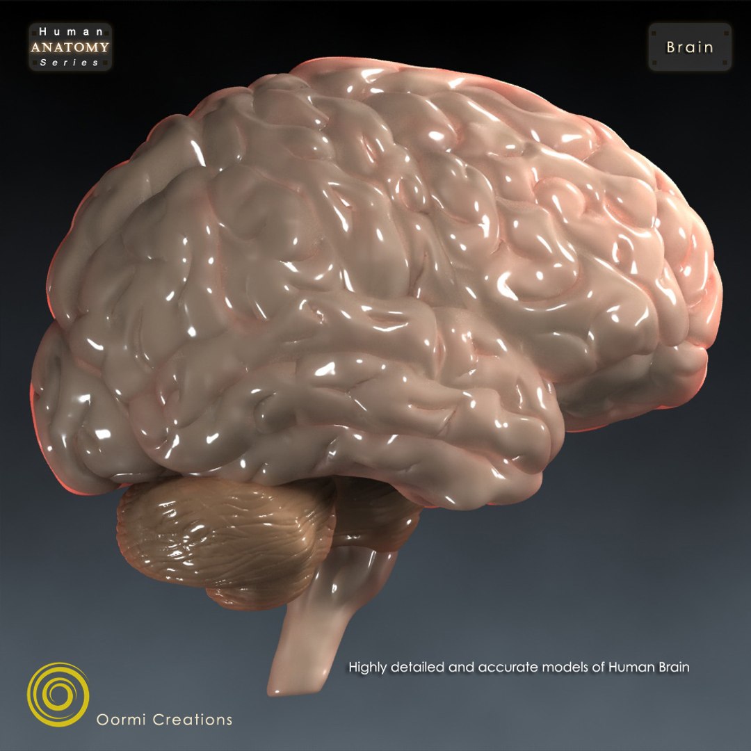 Human Brain Model - TurboSquid 792631