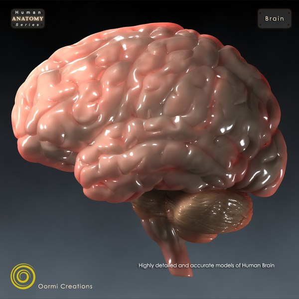 Brain 3D Models for Download | TurboSquid