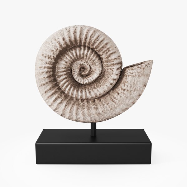 3D Fossil Shell - TurboSquid 1840988