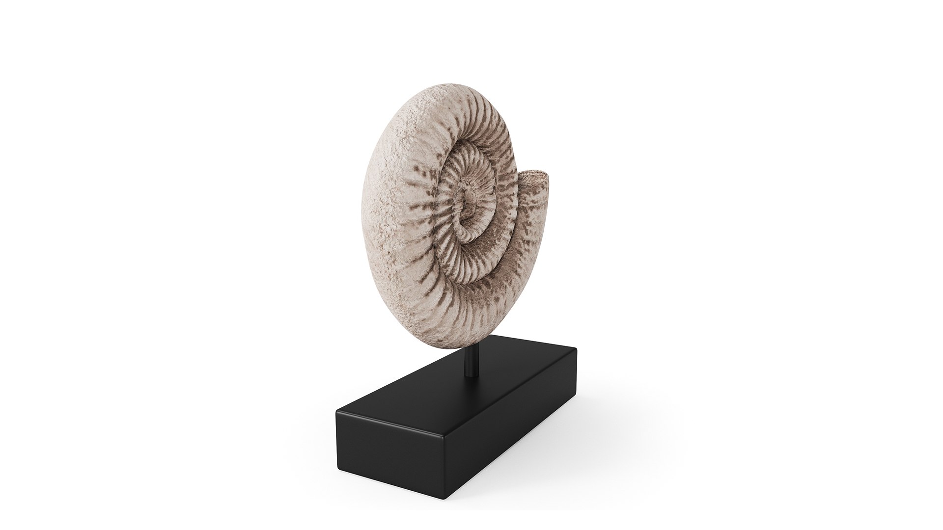 3D Fossil Shell - TurboSquid 1840988