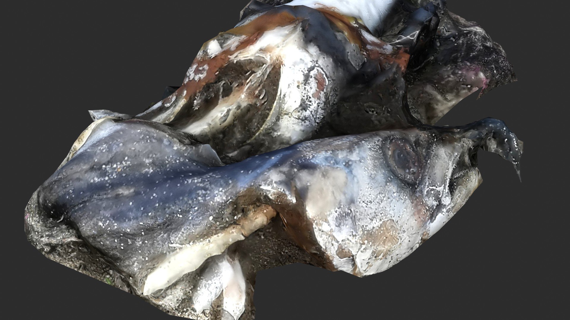 Dead Fish 3D Model - TurboSquid 1786412
