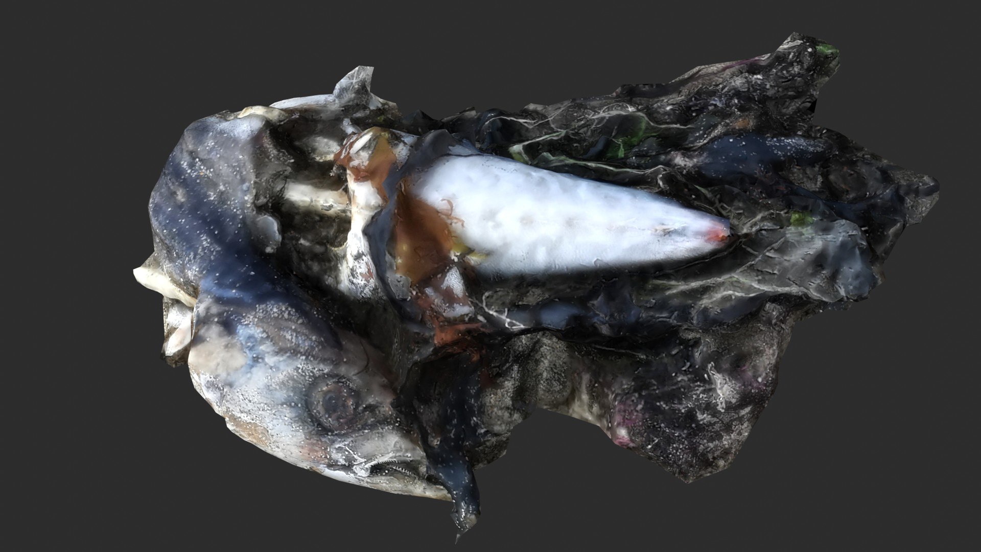 Dead Fish 3D Model - TurboSquid 1786412