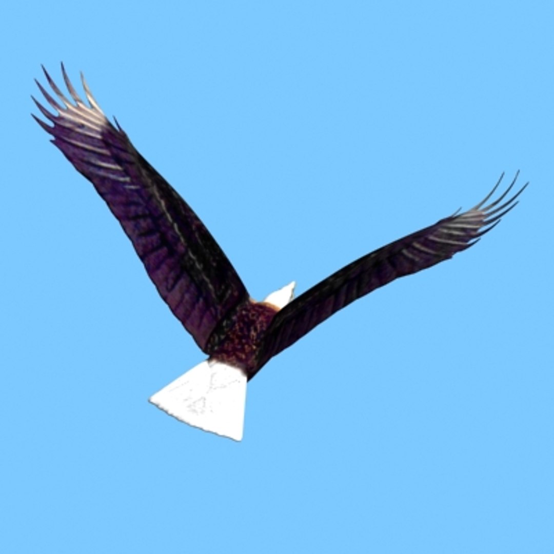 3d American Bald Eagle Morph