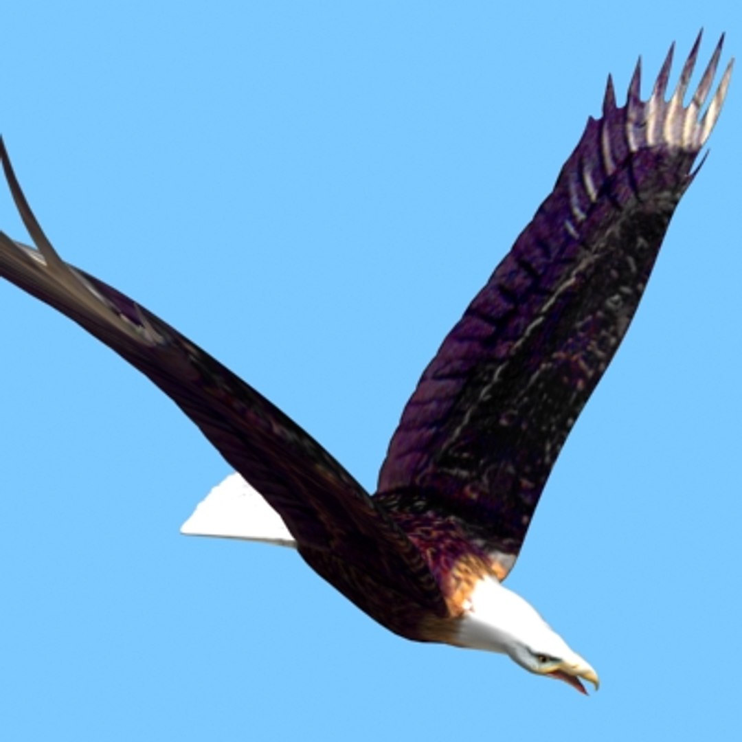 3d American Bald Eagle Morph