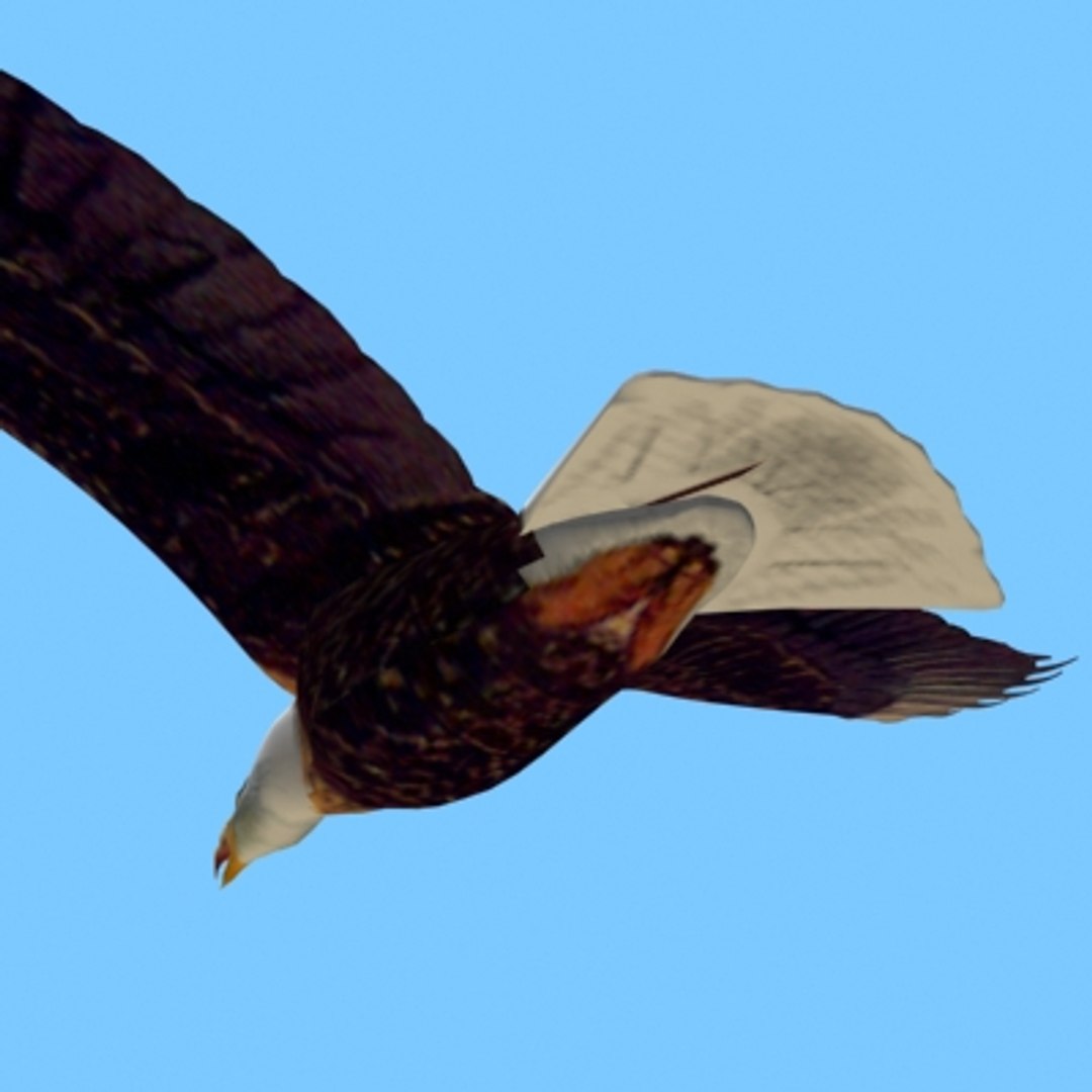 3d American Bald Eagle Morph
