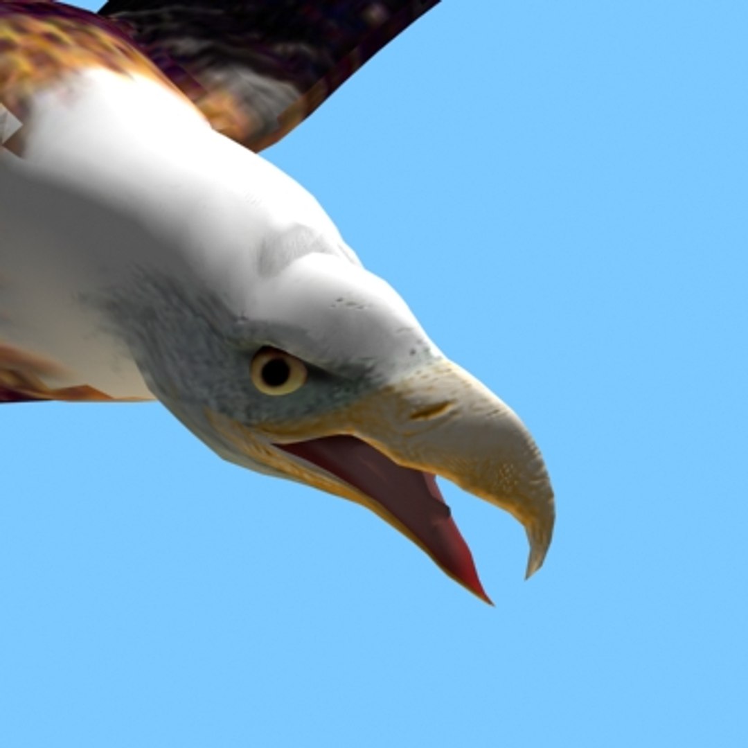 3d American Bald Eagle Morph