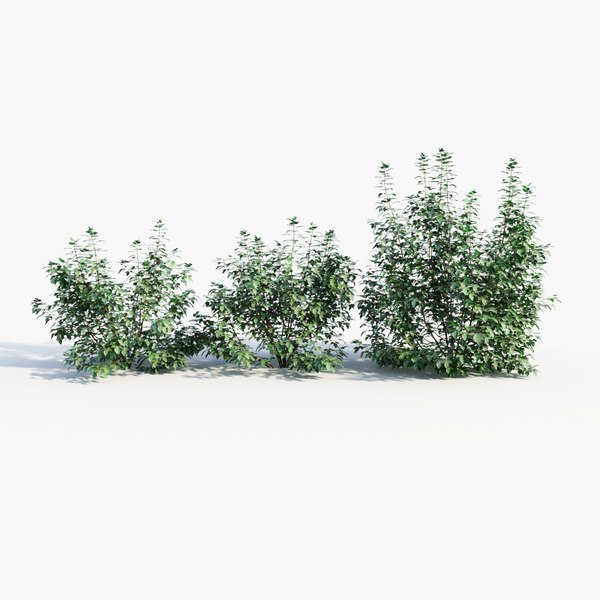 modelo 3d Rhus aromática c - TurboSquid 2196243