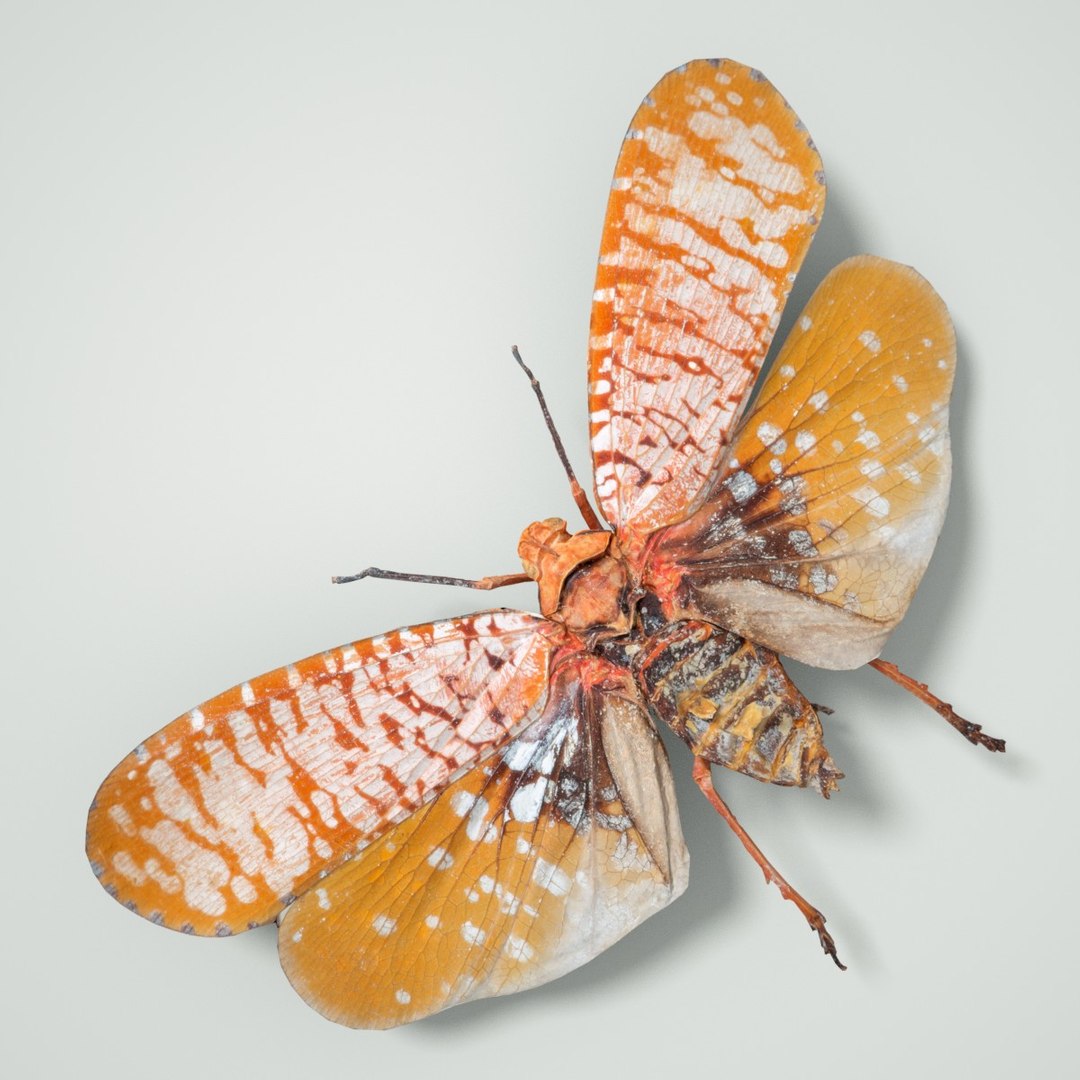 Cicadinae cicadidae true 3D - TurboSquid 1222679