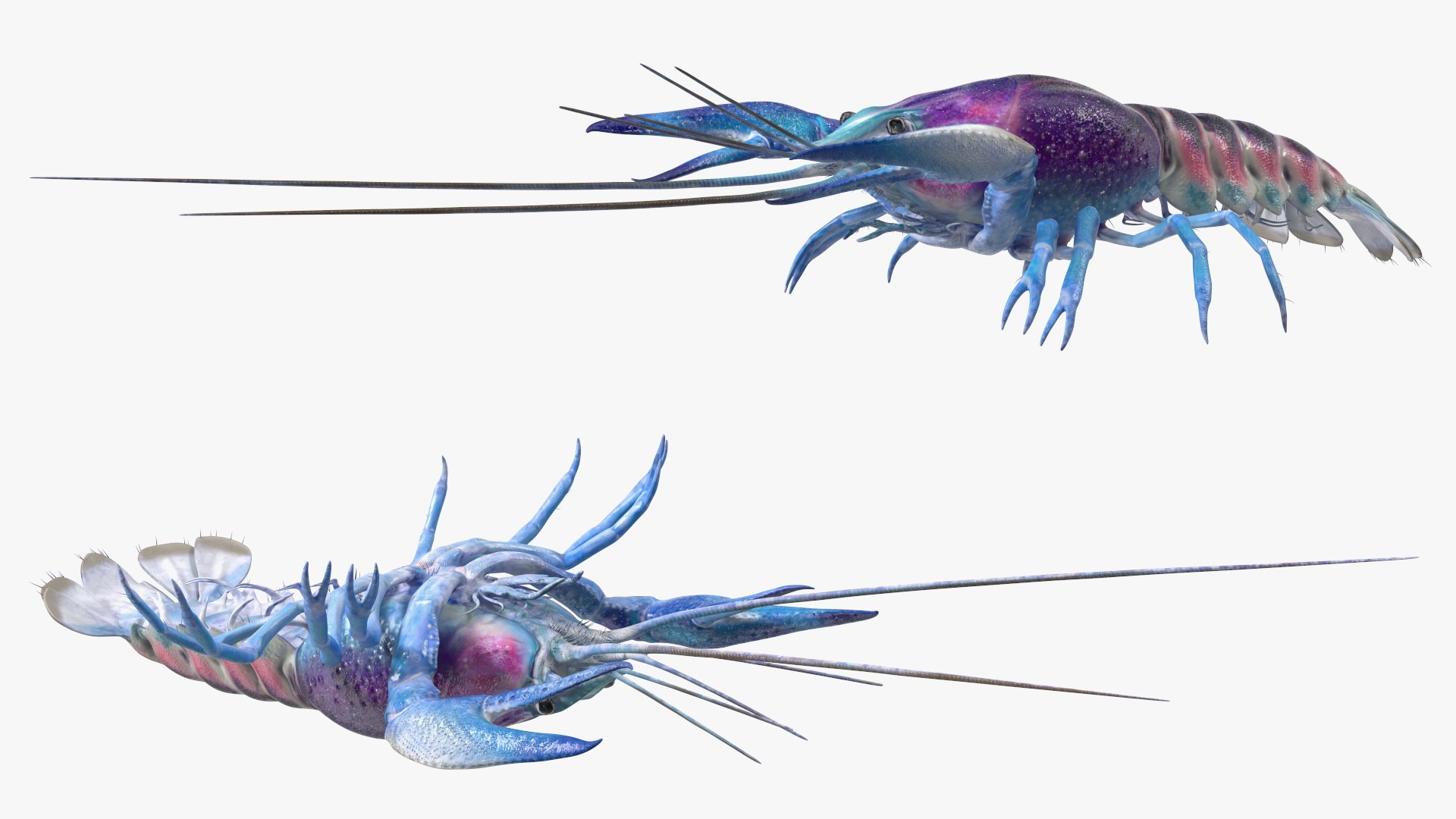 Blue Crayfish Rigged 3D Model - TurboSquid 2163579