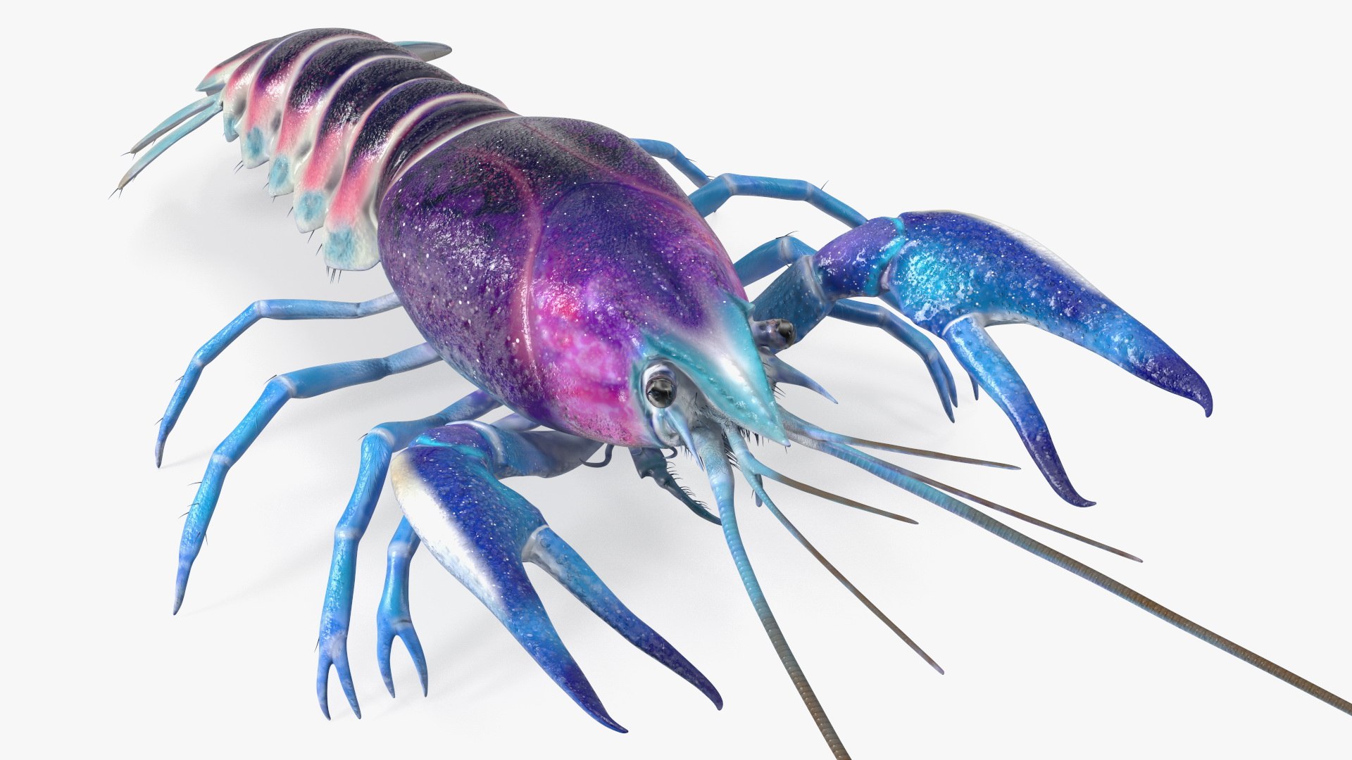 Blue Crayfish Rigged 3D Model - TurboSquid 2163579