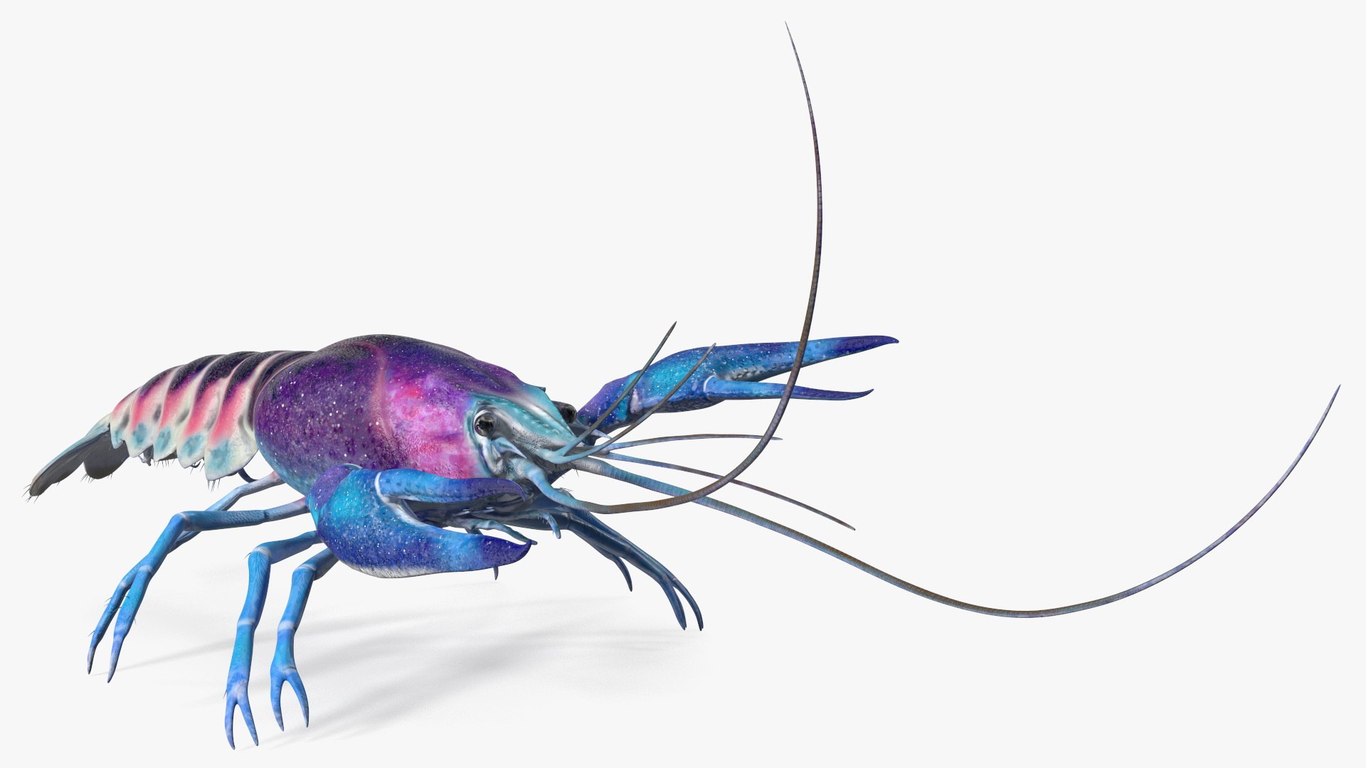 Blue Crayfish Rigged 3D model - TurboSquid 2163579