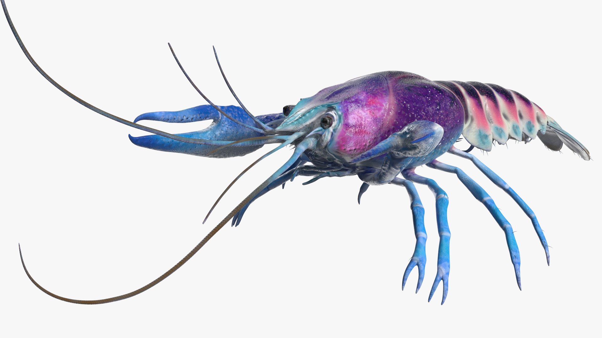 Blue Crayfish Rigged 3D Model - TurboSquid 2163579