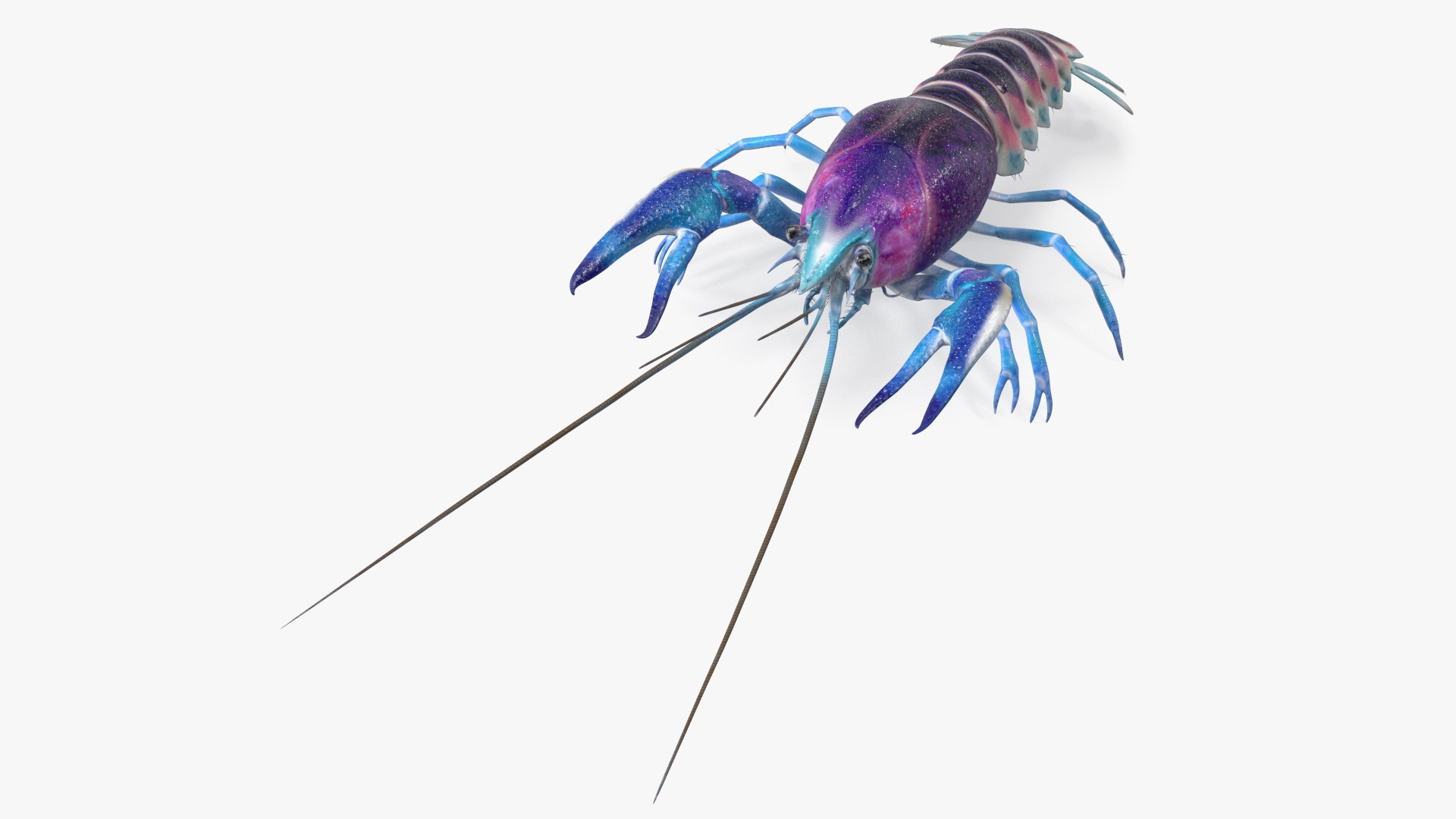 Blue Crayfish Rigged 3D Model - TurboSquid 2163579