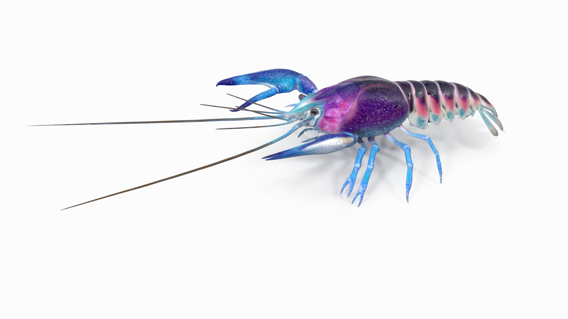 Blue Crayfish Rigged 3D Model - TurboSquid 2163579
