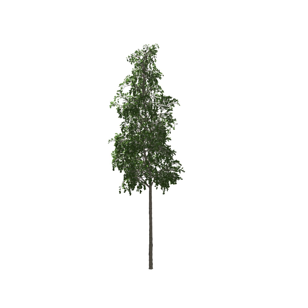 Aspen Tree 3D Model - TurboSquid 1582069