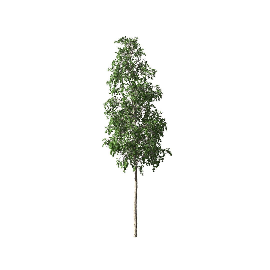 Aspen Tree 3D Model - TurboSquid 1582069