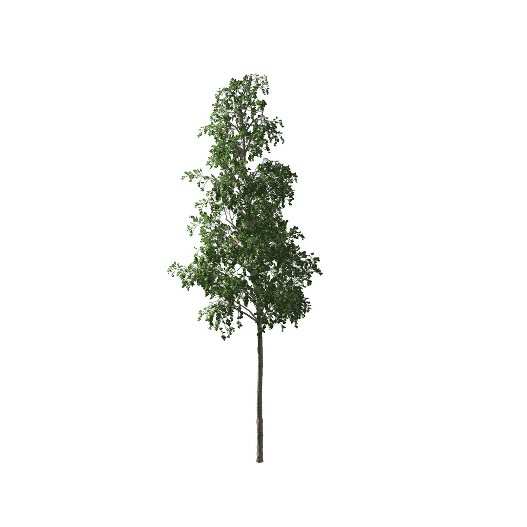 Aspen Tree 3D Model - TurboSquid 1582069