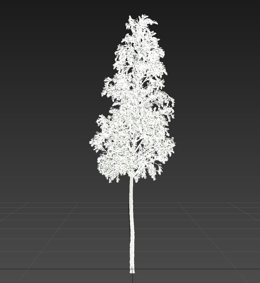Aspen Tree 3D Model - TurboSquid 1582069