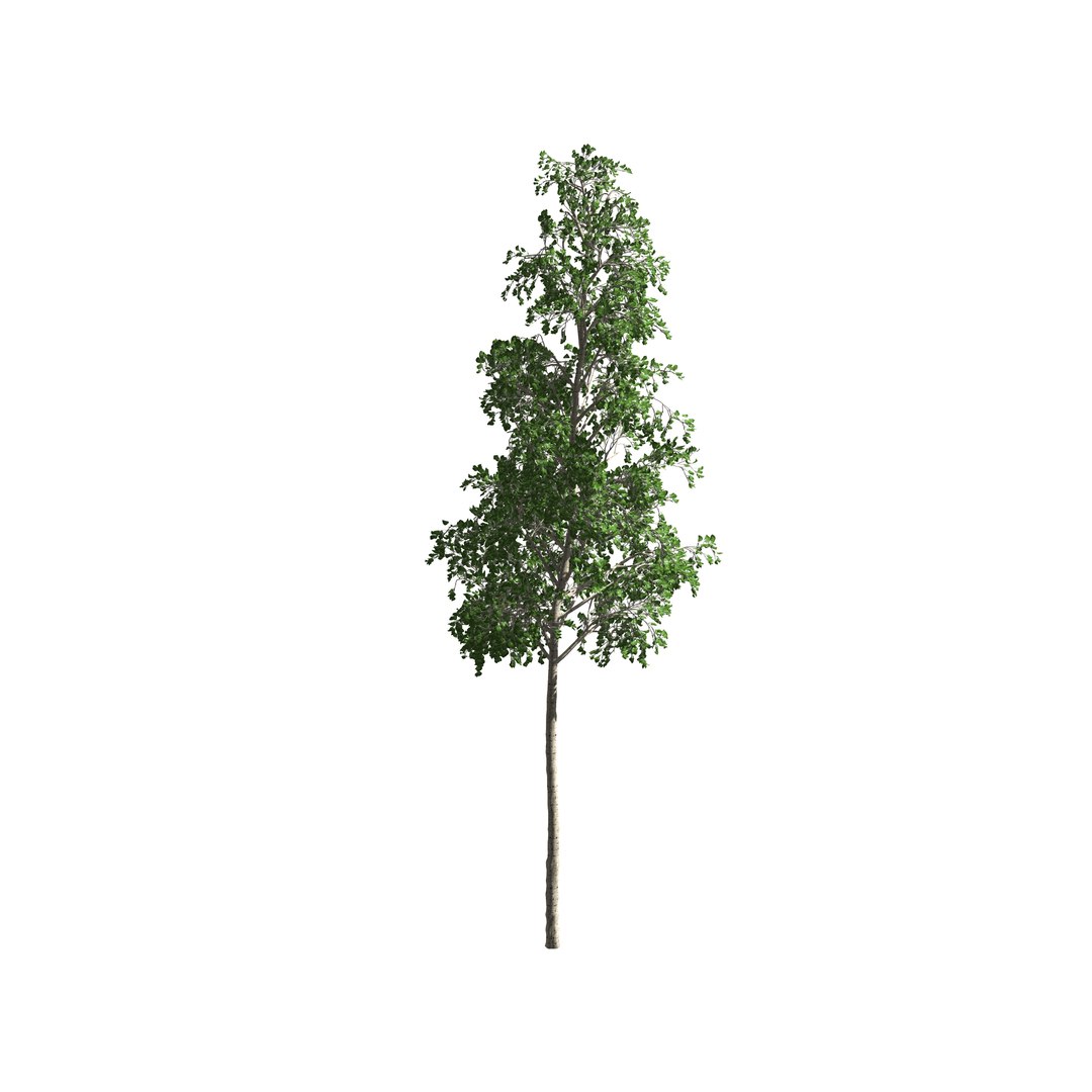 Aspen Tree 3D Model - TurboSquid 1582069