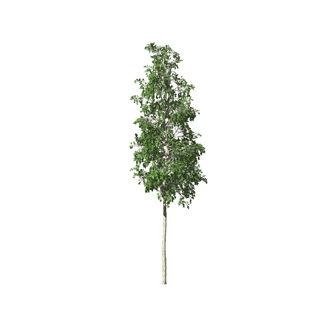 Aspen Tree 3D Model - TurboSquid 1582069