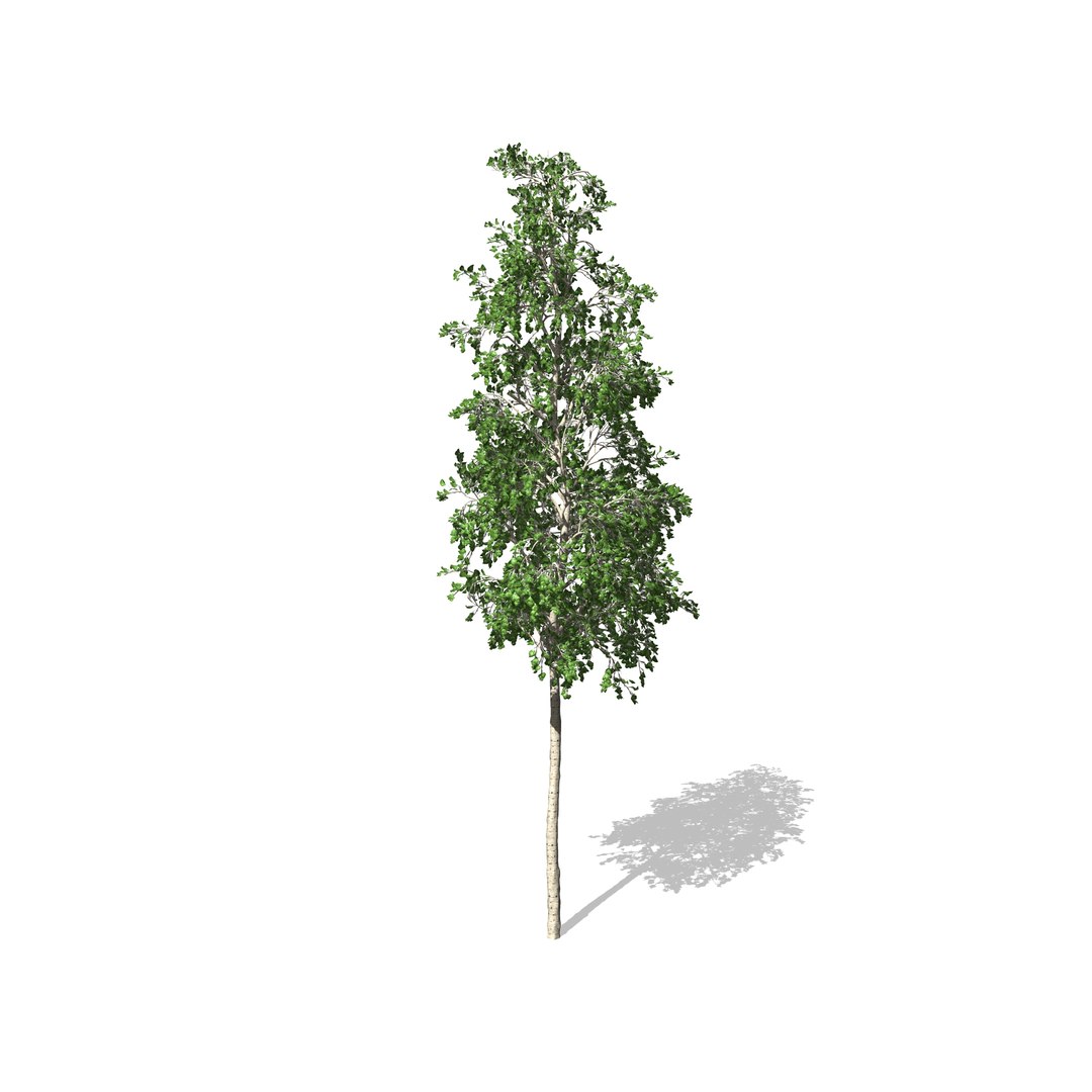 Aspen Tree 3D Model - TurboSquid 1582069