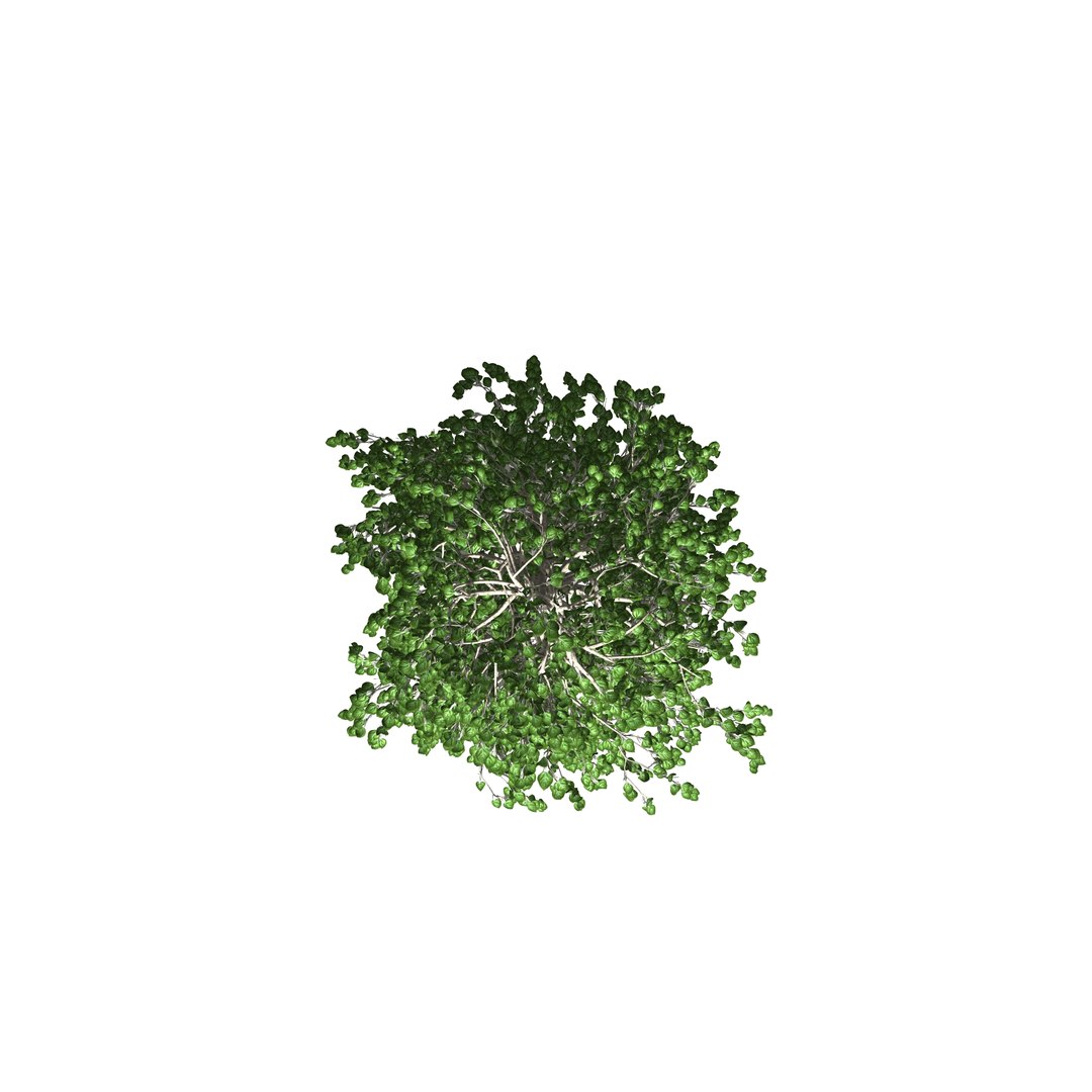 Aspen Tree 3D Model - TurboSquid 1582069
