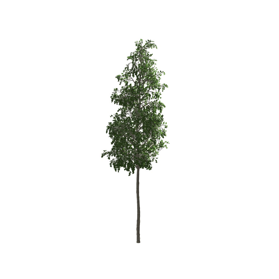 Aspen Tree 3D Model - TurboSquid 1582069