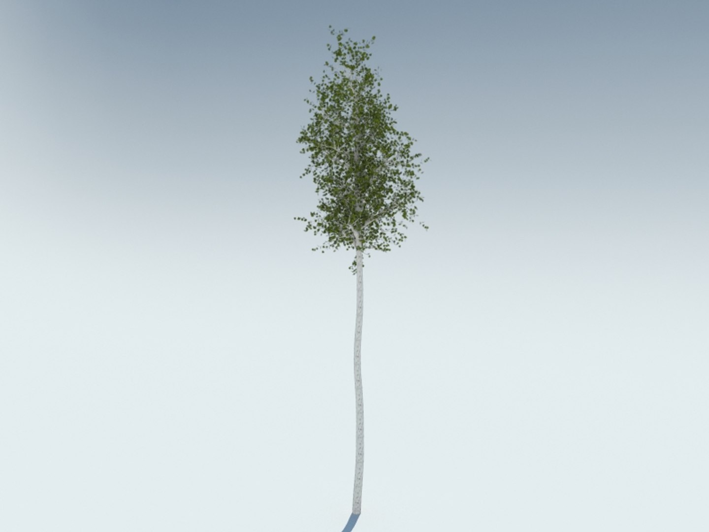 3d Realistic Aspen Tree