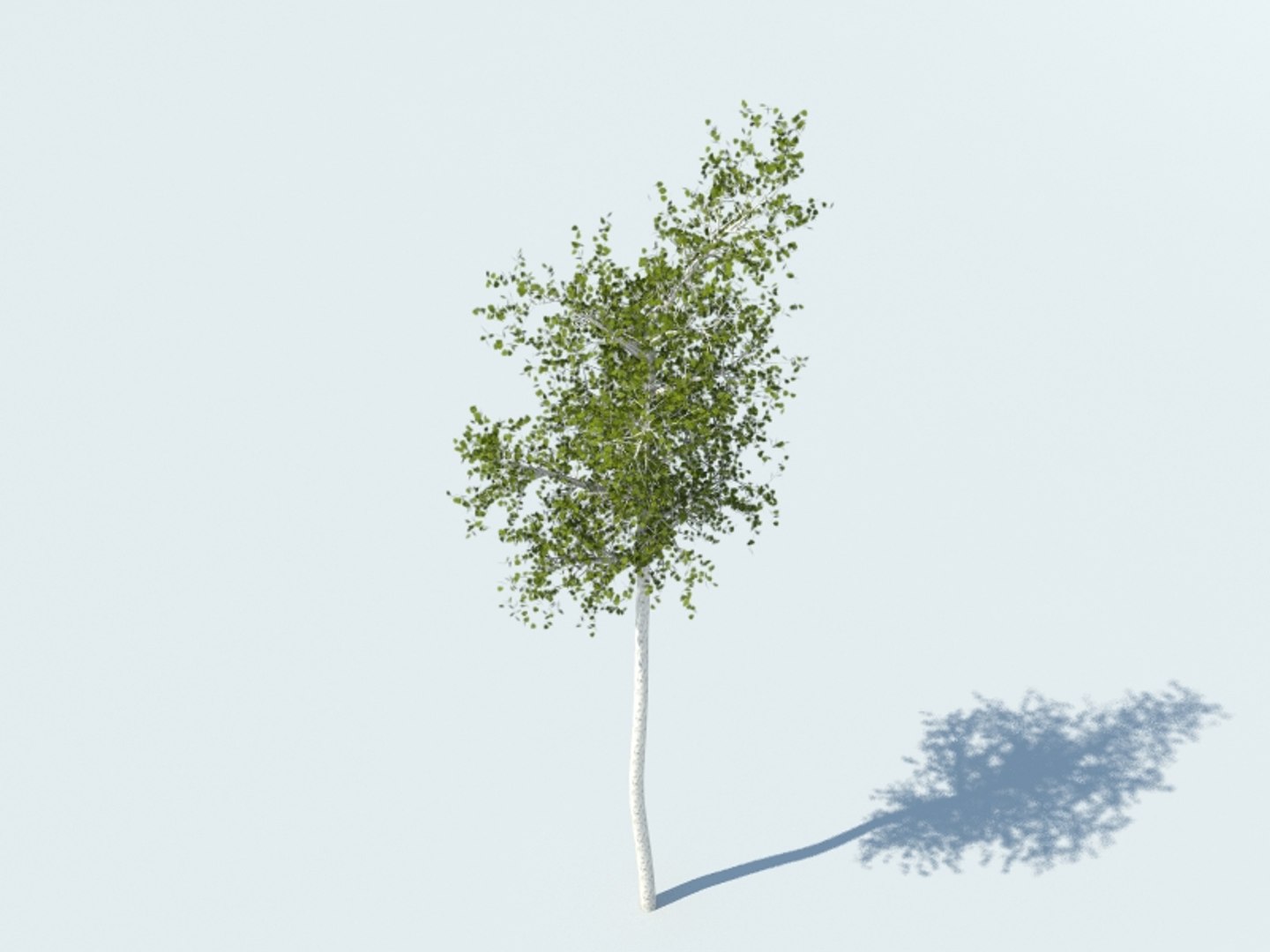 3d Realistic Aspen Tree