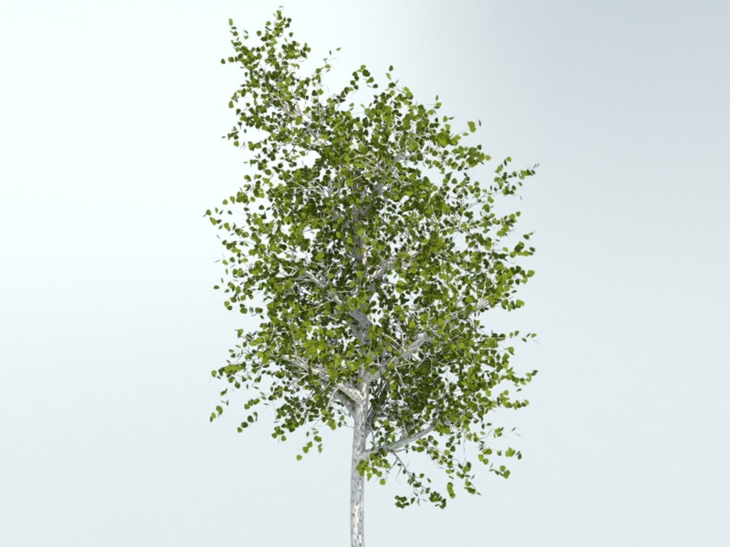 3d Realistic Aspen Tree