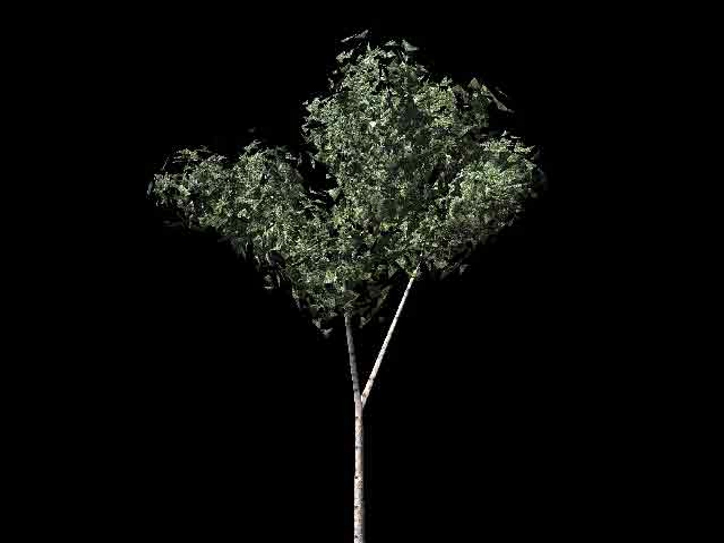 Free Birch Tree 3d Model