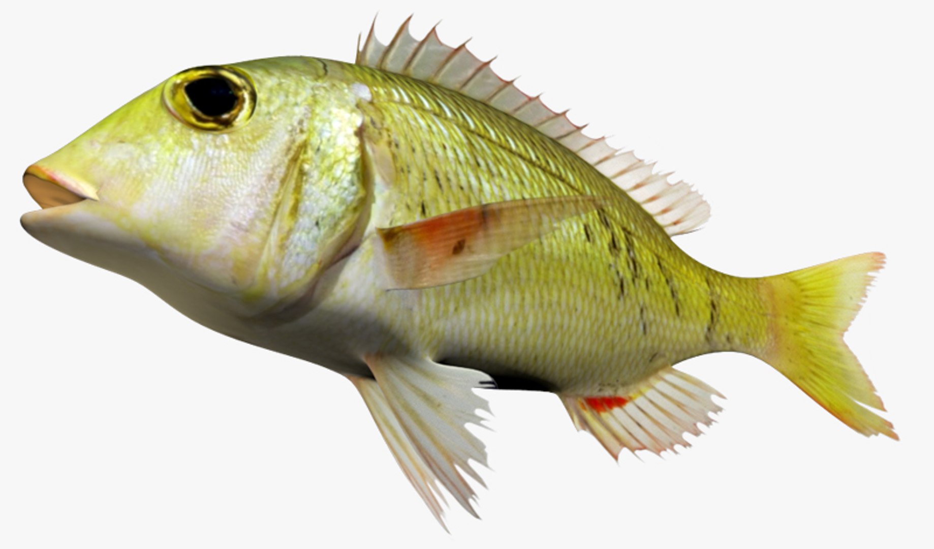3d model lethrinus atkinsoni