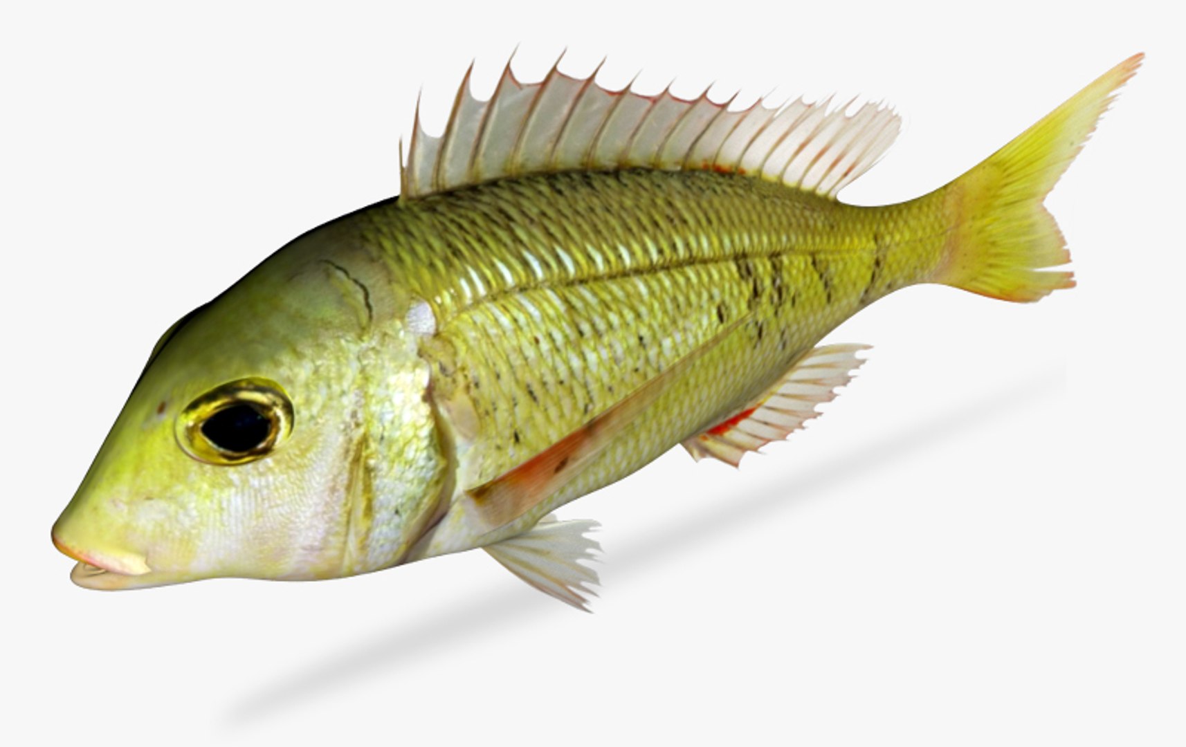 3d model lethrinus atkinsoni