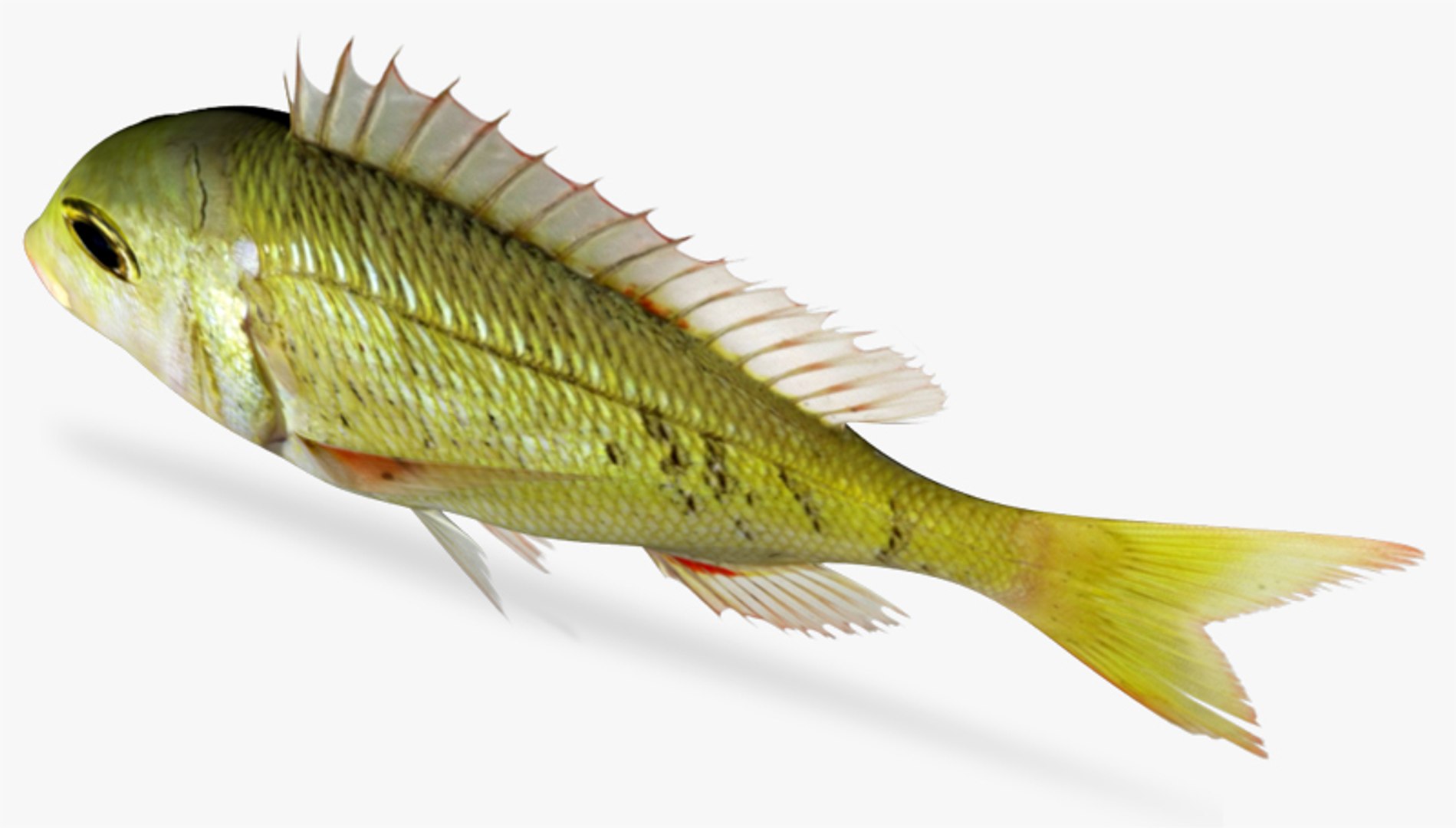 3d model lethrinus atkinsoni