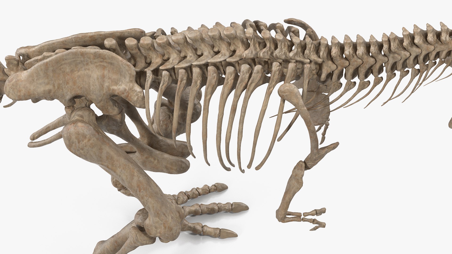 Tyrannosaurus rex skeleton fossil 3D - TurboSquid 1515208