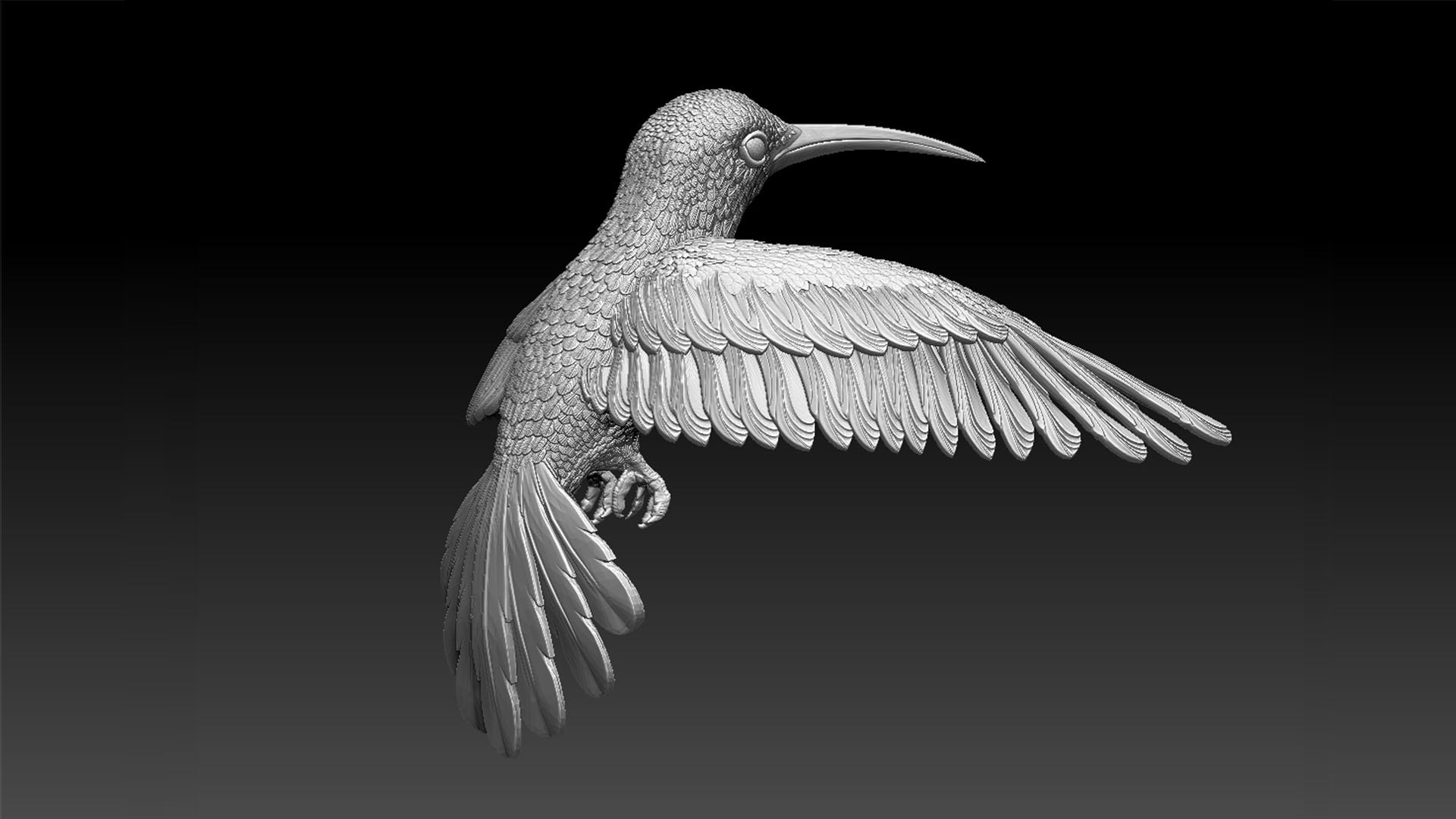 Colibri Hummingbird 3D Model - TurboSquid 1957578