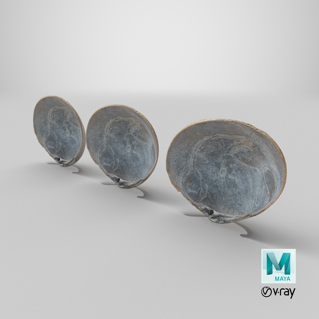 8K Oval Shell 3D - TurboSquid 2499053